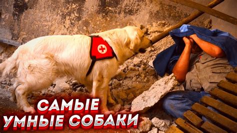 ТОП 10 САМЫЕ УМНЫЕ ПОРОДЫ СОБАК В МИРЕ Невероятные факты о животных Youtube