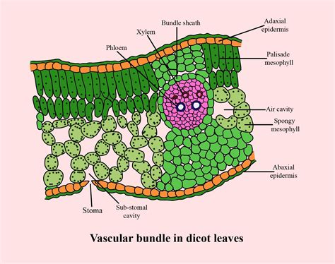 Dicot Leaf Diagram Structure Parts And Easy Labels For Class 10 11