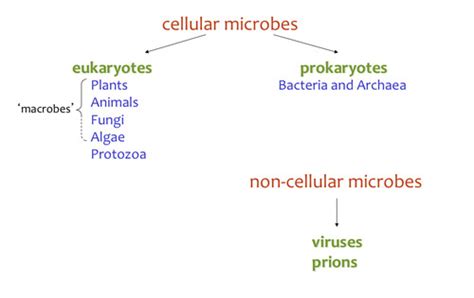 Lectures 1 2 Flashcards Quizlet Lectures 1 2 Flashcards Quizlet