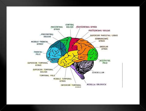 Parts Of The Brain Diagram Anatomy