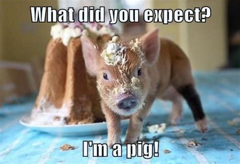 Lustige Schweine Memes