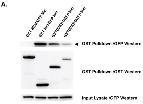 Biomolecules Special Issue Rna Binding Proteins—structure Function Networks And Disease