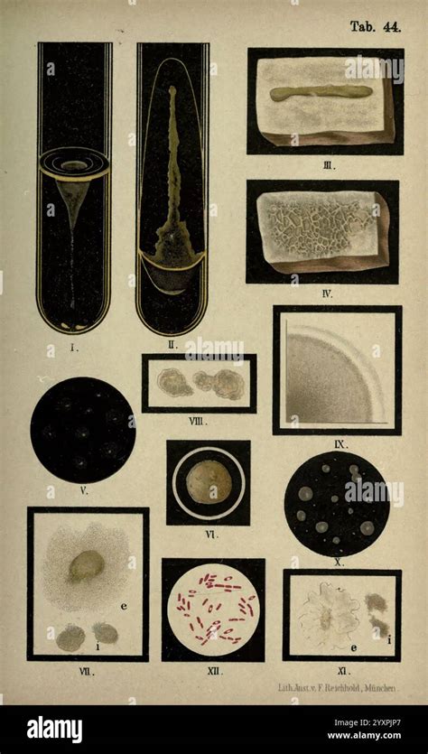 Atlas And Essentials Of Bacteriology New York William Wood And Co 1897