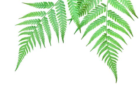 클리핑 경로와 흰색 배경에 고립 된 열대 고사리의 녹색 잎 0명에 대한 스톡 사진 및 기타 이미지 0명 깃털 나뭇가지 Istock