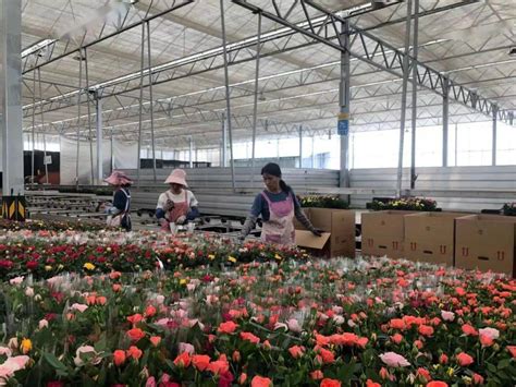 科技成果丨低纬高原种花技术获省科技进步奖特等奖 适地适花构建云南模式 花卉