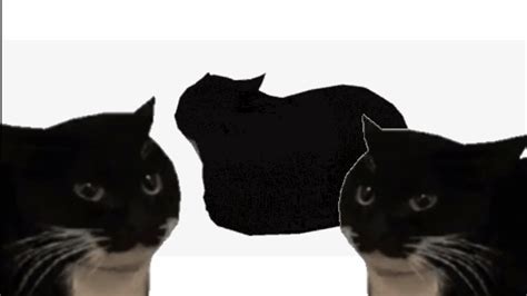 Maxwell The Carryable Cat Video Youtube