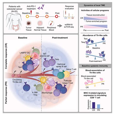 Spatiotemporal Single Cell Analysis Decodes Cellular Dynamics Underlying Different Responses To