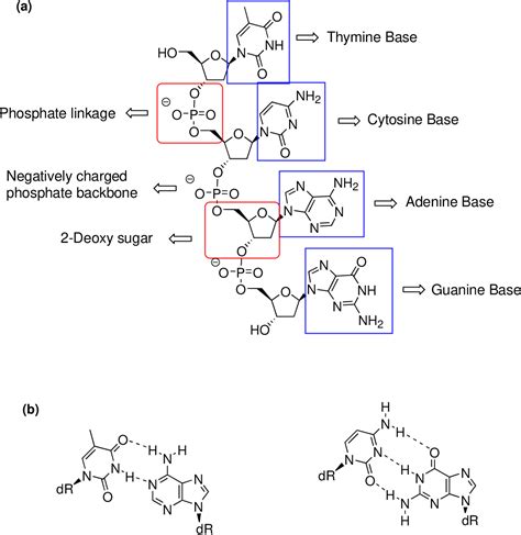 Figure 1 From A Roadmap To The Assembly Of Synthetic Dna From Raw Materials Semantic Scholar