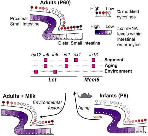Relationship Between Lct Transcriptional Gradient And Dna Modification