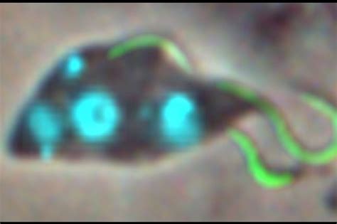 April Parasite Sex Cells New News And Features University Of Bristol