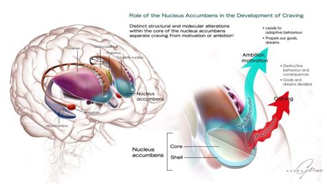 Nucleus Accumbens And Craving Geras Healthcare Productions