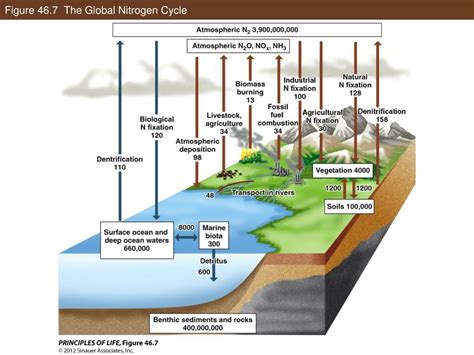 Ppt The Global Ecosystem Powerpoint Presentation Free Download Id