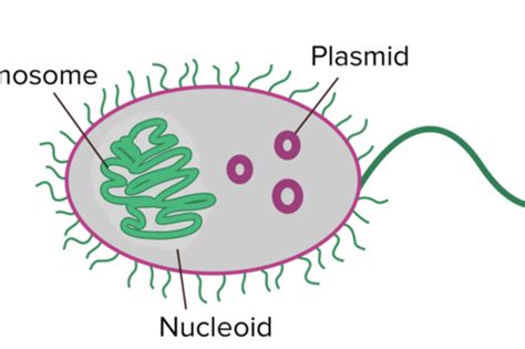 Mcat Biol The Cell Flashcards Quizlet