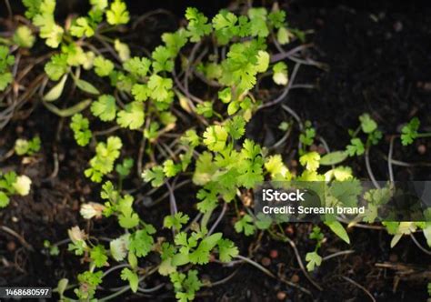 이미지 평면 누워 또는 평면도 선택 초점 고수풀 잎 녹색은 신선한 무리의 정원에있는 식물입니다 0명에 대한 스톡 사진 및 기타 이미지 Istock