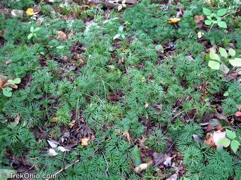 Ground Cedar And Its Combustible Spores Trekohio