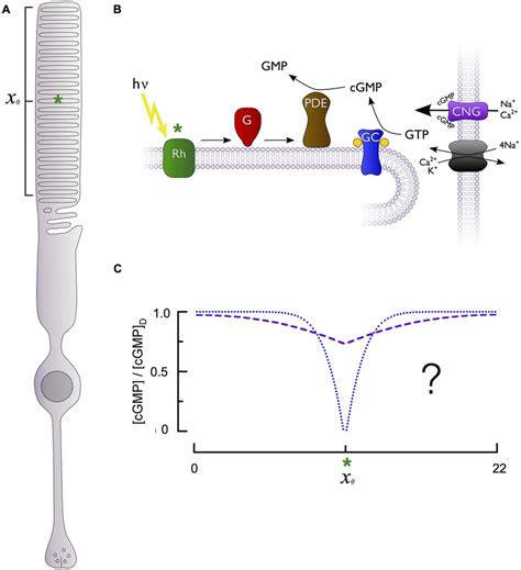 Generation Of Cgmp Spatiotemporal Dynamics By The Phototransduction Download Scientific Diagram