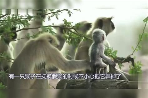 男子将假猴丢入猴群，猴子误以为自己失手杀猴，场面让人落泪猴群猴子场面