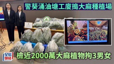 警葵涌油塘工廈搗大麻種植場 檢近2000萬大麻植物拘3男女 星島日報