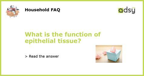 What Is The Function Of Epithelial Tissue