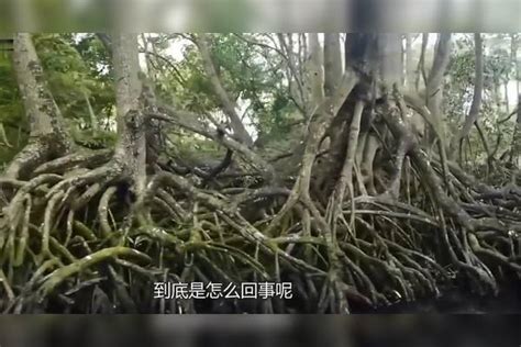 男子森林中发现“巨型生物”，走近一看吓坏了，专家都愣住了生物森林男子