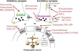 Gabapentin Mechanism Of Action