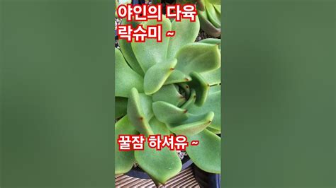 연두 싱그러운~ 꿀잠 하셔유 ~ 빈예서 파종이 실생 다육 다유기 다육이 다육식물 반려식물 다육판매 다육이판매