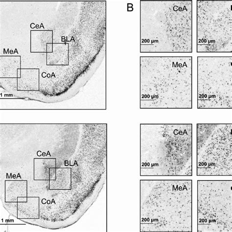 C Fos Protein Expression In The Thalamus A Examples Of C Fos Stained