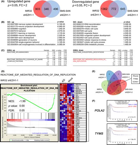 Ezh1 Knockdown Induces Cell Cycle Retardation And Neuronal