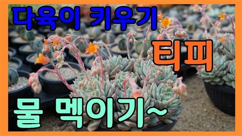 다육이 키우기 다육식물 물주기 에케베리아 티피 Youtube