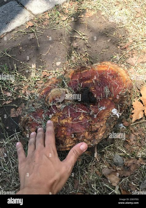 Artists Brackets Reishi And Allies Ganoderma Fungi Avenida José De San Martín Rosario