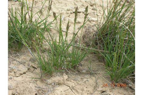 Sandberg Bluegrass Great Basin Seeds