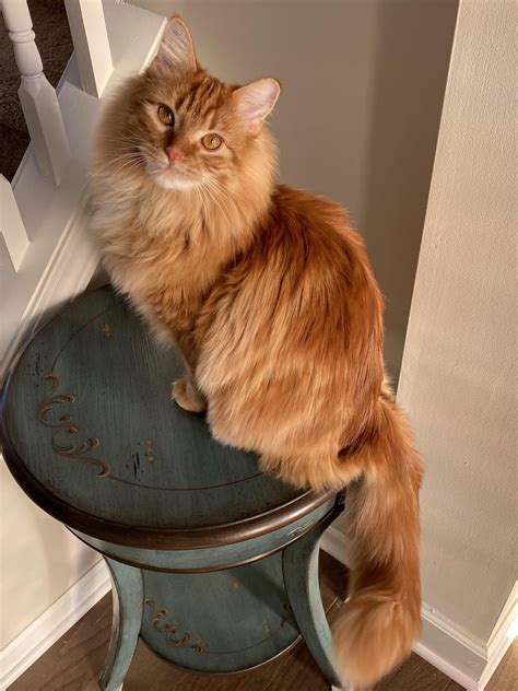 Rusty 8 Months Old R Supermodelcats