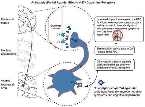 Antagonistpartial Agonist Effects At D3 Receptors Theoretically D3 Download Scientific