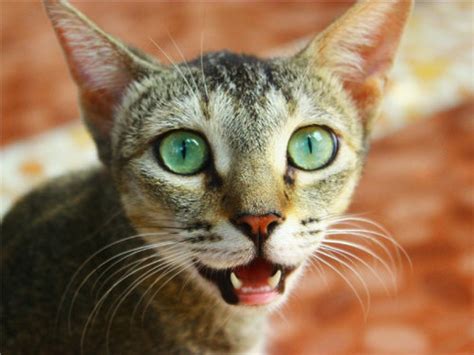 Cat Begging Mouth Open Smiling Laughing Cat Poster Print Paper Or Wall