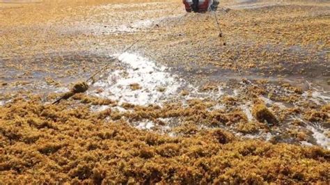 Massive Mysterious Seaweed Blob Heads To Florida Beaches Flipboard