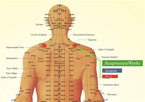 Ball Acupressure For Neck And Shoulder Tension Acupressure Works