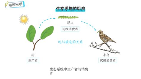 2 4 生态系统的结构和功能（课件 17张ppt） 21世纪教育网
