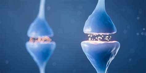 Intermittent Fasting Boosts Libido By Lowering Brain Serotonin