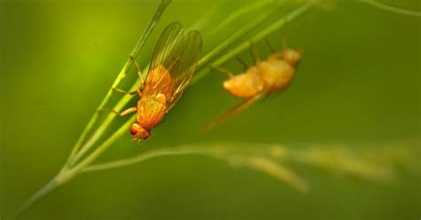 Male Fruit Flies ‘oblivious To Danger When Looking For Sex National