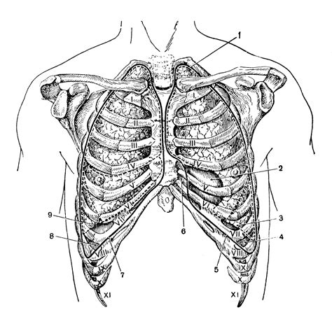 Передние границы плевры Анатомічний атлас людини Анатомічний атлас російською мовою Ru