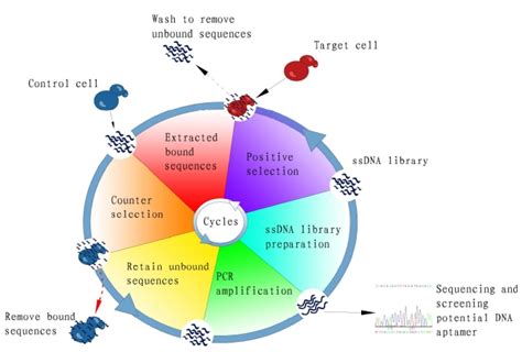 Schematic Representation Of Dna Aptamer Selection Using The Cell Selex Download Scientific