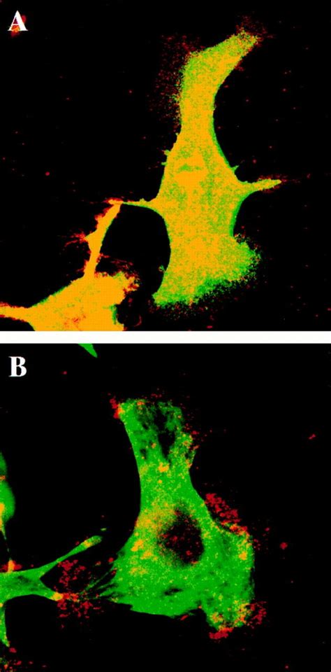 The Integrin α6β4 Localized At The Marginal Areas Of Clone A Cells On Download Scientific