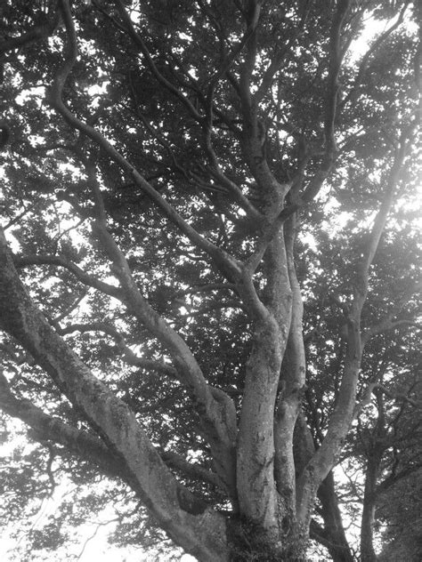 Black And White Tree Black And White Tree White Tree Countryside