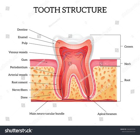 Human Tooth Anatomy Labelled Parts Realistic Stock Vector Royalty Free