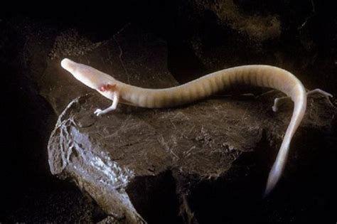 龙真的存在吗？地球上最接近龙的生物