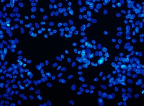 Sex Language And Coevolving Informatics Open Access Government