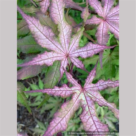 Acer Palmatum Pastel Japanese Maple Dancing Oaks Nursery And Gardens