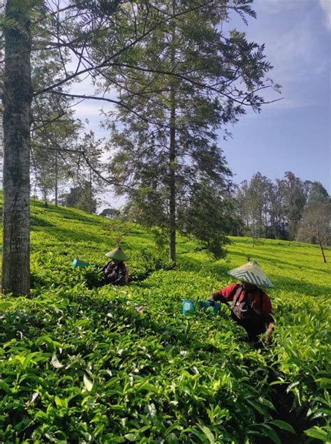 Context Analysis And Baseline Study Of Empowering Tea Growing