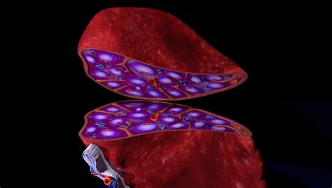 3d spleen microscopy labels turbosquid 1402685