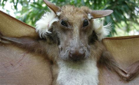 날개 달린 개가 있다고